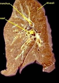 Grossing-Lung | www.shameempathology.com